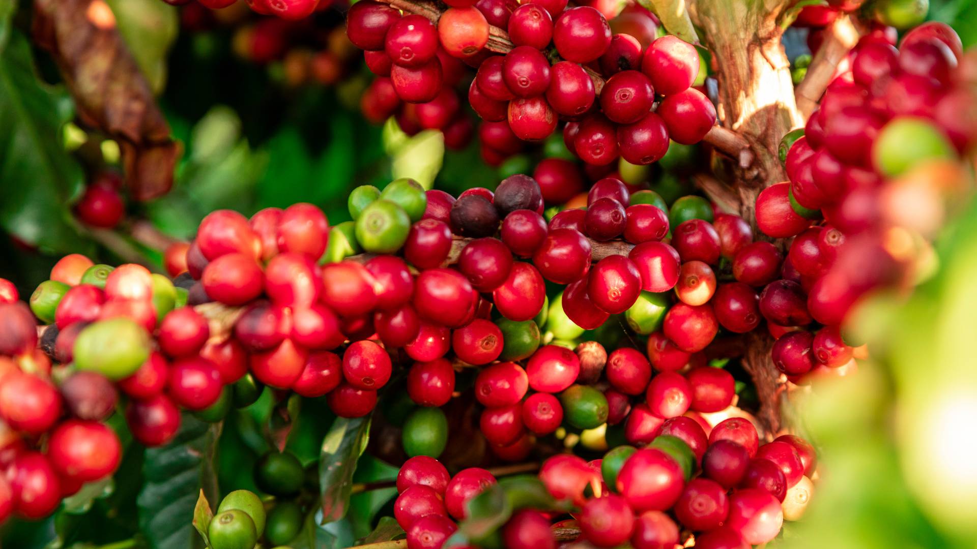 The Nutritional Breakdown of Coffee Fruit – The Other Side of Coffee