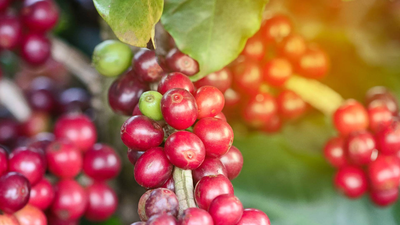 The Other Side of Coffee - The First Fresh Coffee Fruit Juice